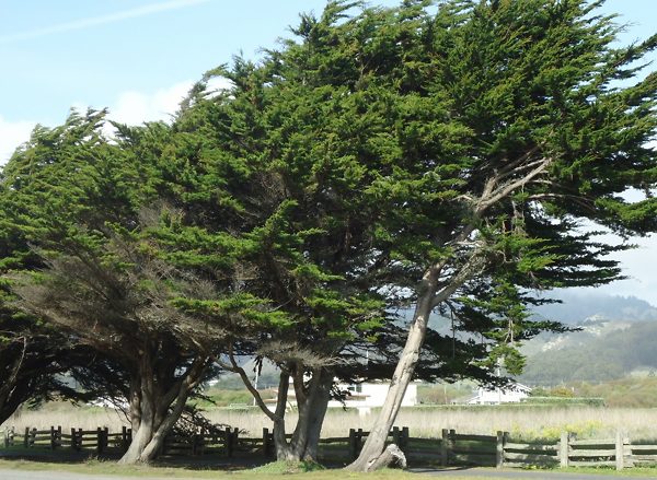 Trees and Shrubs for Southern California | The Tree Center™