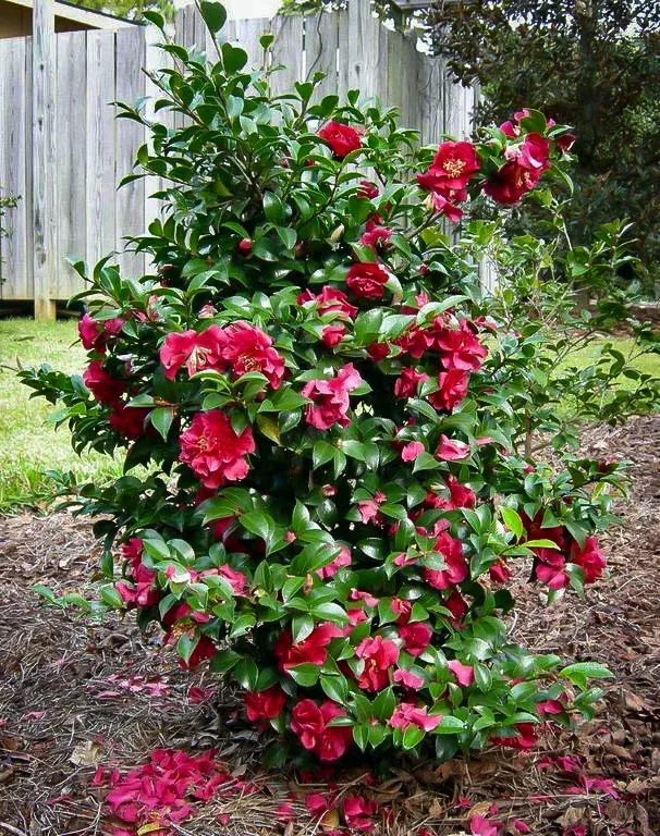 October Magic Ruby Camellias For Sale | The Tree Center