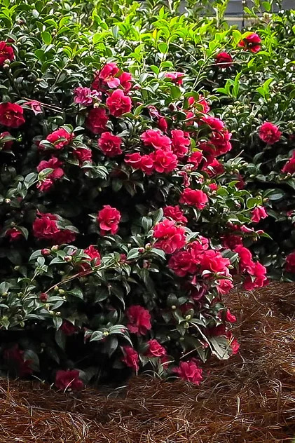 October Magic Ruby Camellias For Sale | The Tree Center