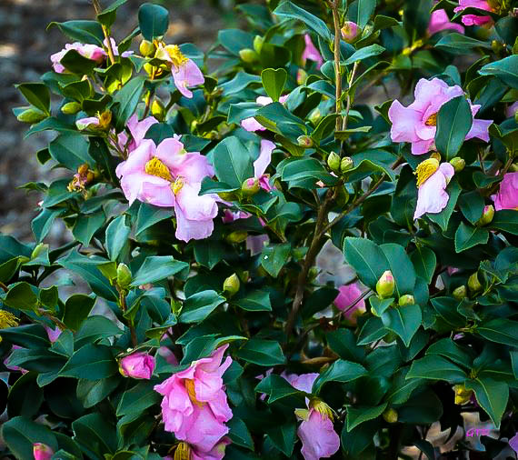 Pink Icicle Camellias For Sale Online | The Tree Center