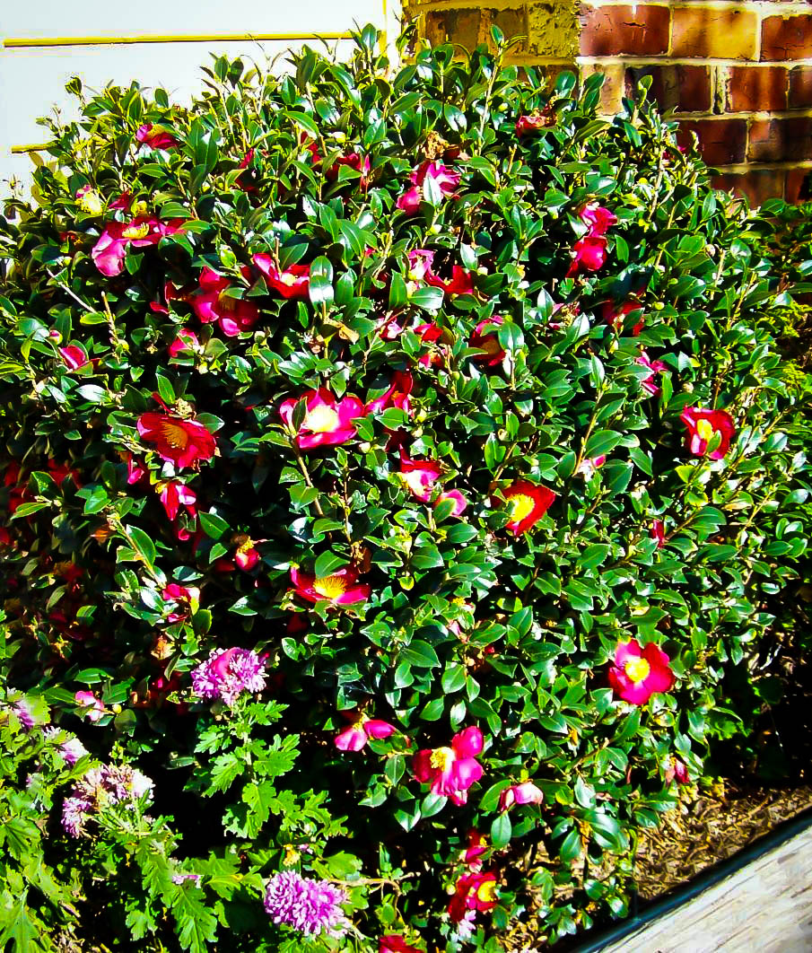 Yuletide Camellias For Sale Online | The Tree Center