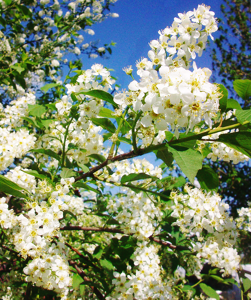Canada Red Chokecherry For Sale Online | The Tree Center