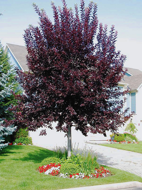 Canada Red Chokecherry For Sale Online | The Tree Center
