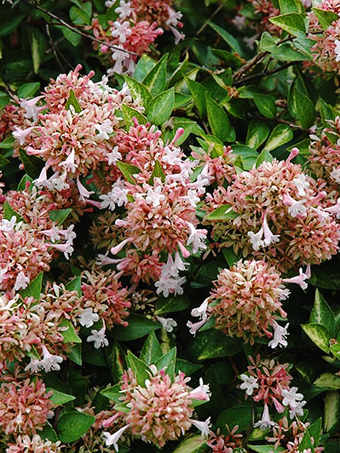 Abelia Shrubs For Sale | Buy Abelia Plants | The Tree Center