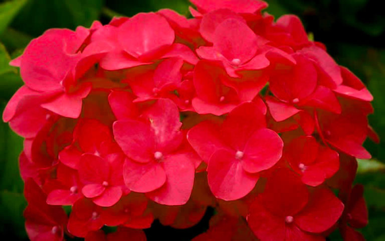 Cardinal Red Hydrangeas For Sale Online | The Tree Center