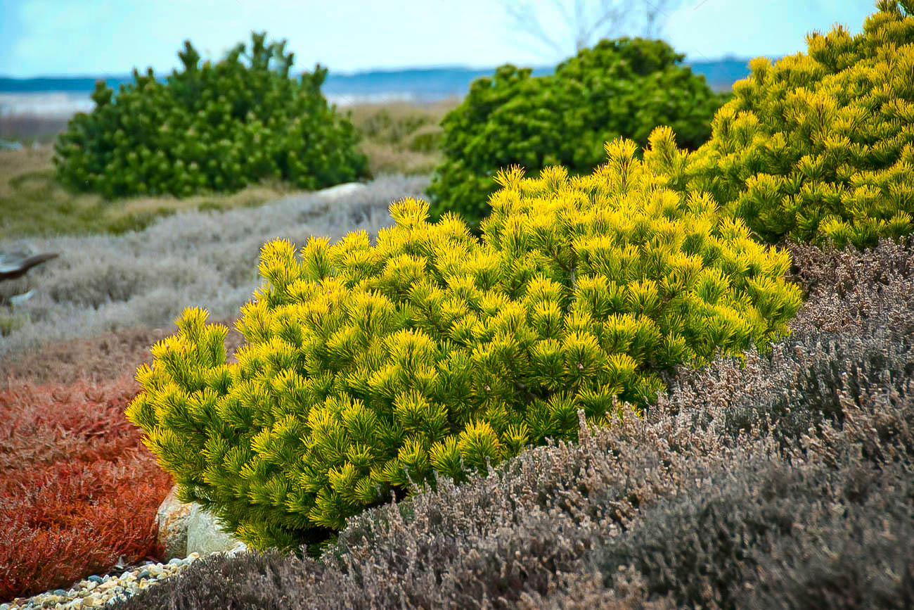 Carsten's Wintergold Mugo Pine For Sale | The Tree Center
