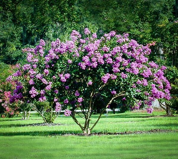 Buy Catawba Crape Myrtle Online | The Tree Center