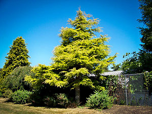 Golden Atlas Cedar Trees For Sale Online | The Tree Center