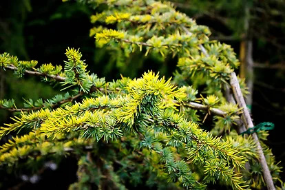 Golden Atlas Cedar Trees For Sale Online | The Tree Center