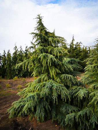 Divinely Blue Deodar Cedar Tree For Sale Online | The Tree Center