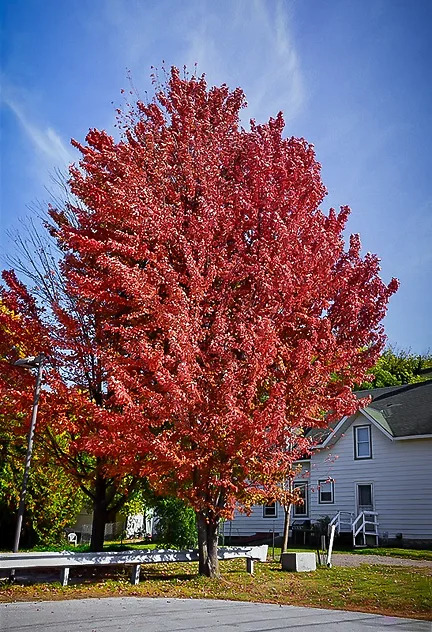 Celebration Maple Trees For Sale Online | The Tree Center