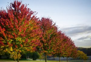 Celebration Maple Trees For Sale Online | The Tree Center