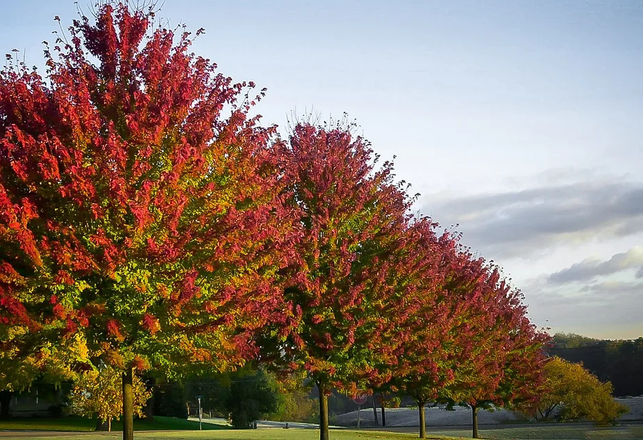 Celebration Maple Trees For Sale Online | The Tree Center