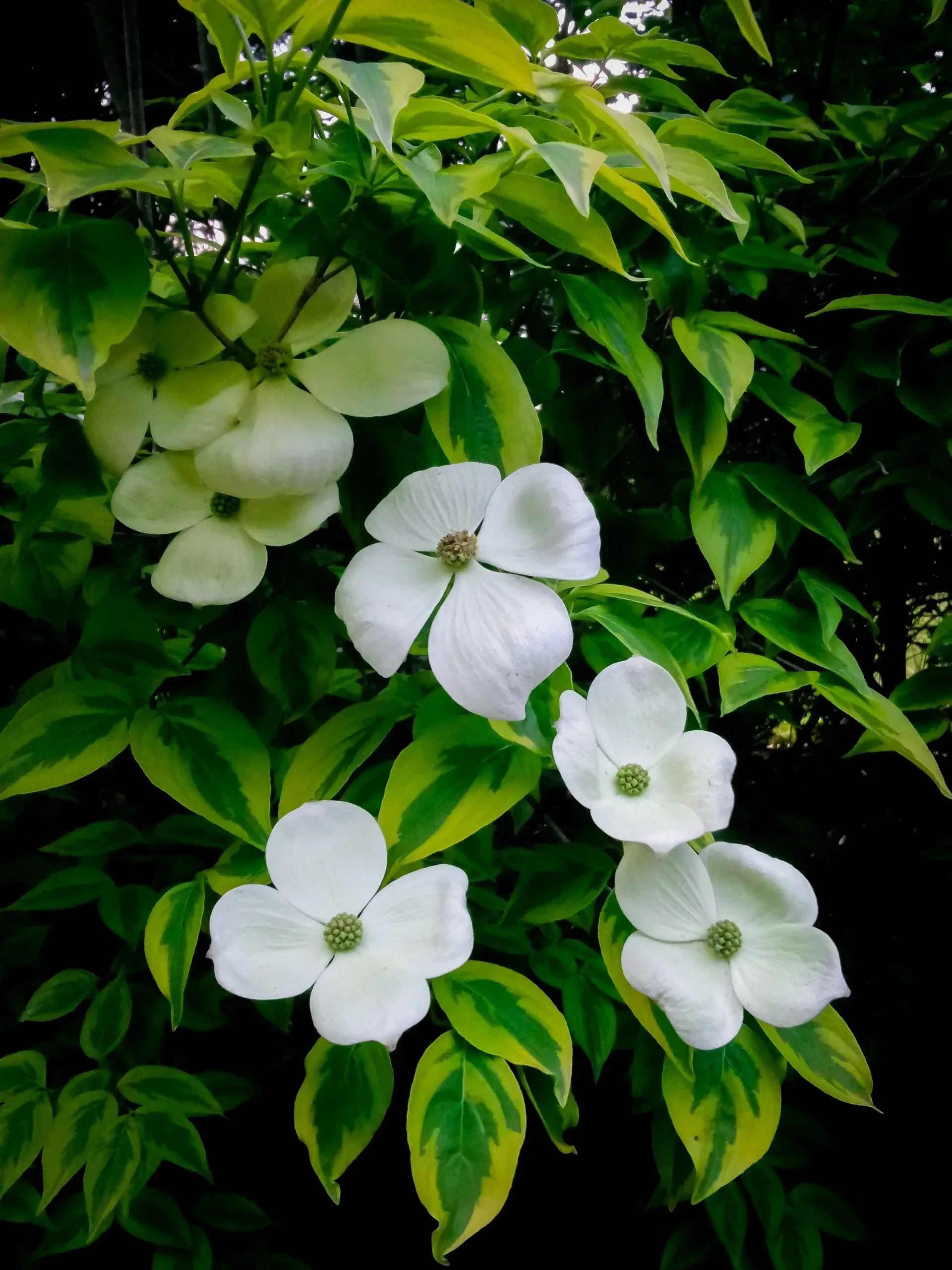 Celestial Shadow Dogwood Trees For Sale | The Tree Center