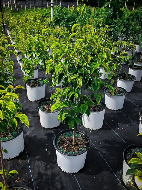 Celestial Shadow Dogwood Trees For Sale | The Tree Center