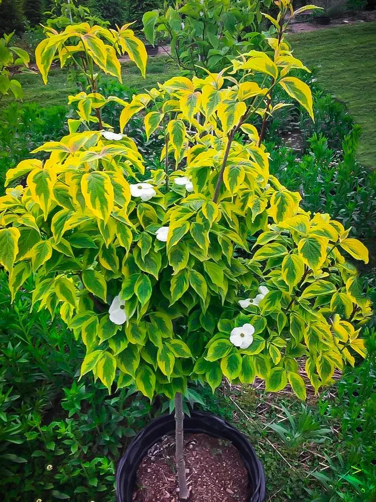 Celestial Shadow Dogwood Trees For Sale | The Tree Center