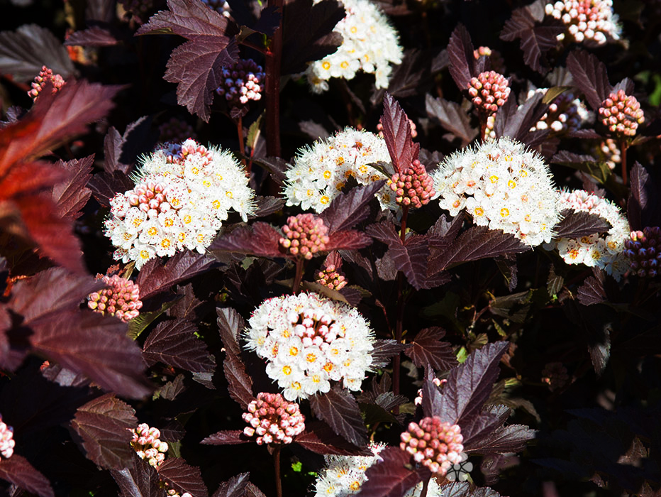 Center Glow Ninebark For Sale Online | The Tree Center