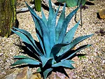 Blue American Agave Plants For Sale | The Tree Center