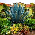 Blue American Agave Plants For Sale | The Tree Center