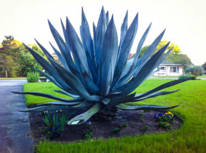 Blue American Agave Plants For Sale | The Tree Center