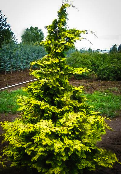 Chamaecyparis Obtusa Confucius