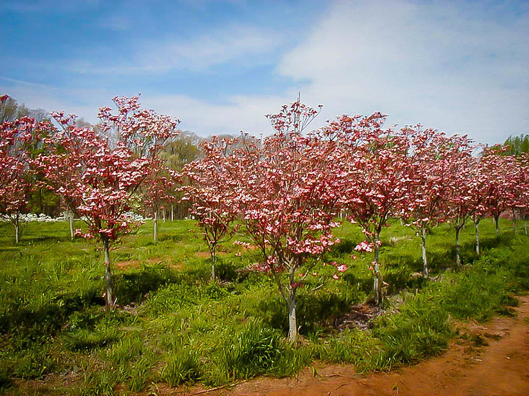 Cherokee Brave Dogwood Tree For Sale Online | The Tree Center