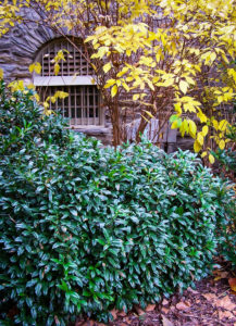 Chestnut Hill Cherry Laurel For Sale Online | The Tree Center