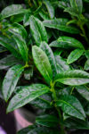 Chestnut Hill Cherry Laurel For Sale Online | The Tree Center