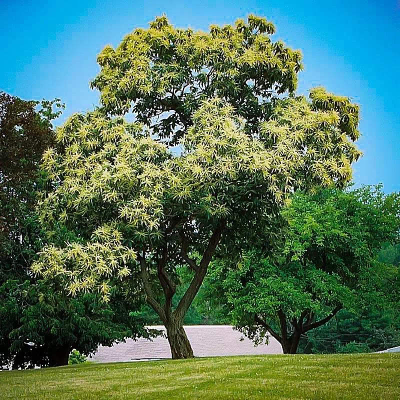 Chinese Chestnut Trees For Sale Online | The Tree Center