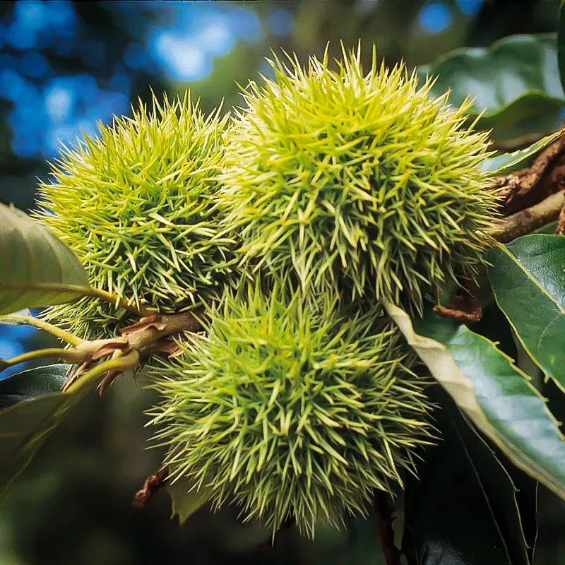 Chinese Chestnut Trees For Sale Online | The Tree Center