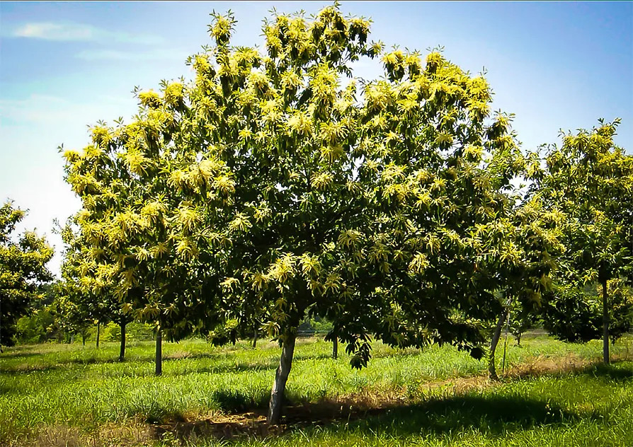 Chinese Chestnut Trees For Sale Online | The Tree Center