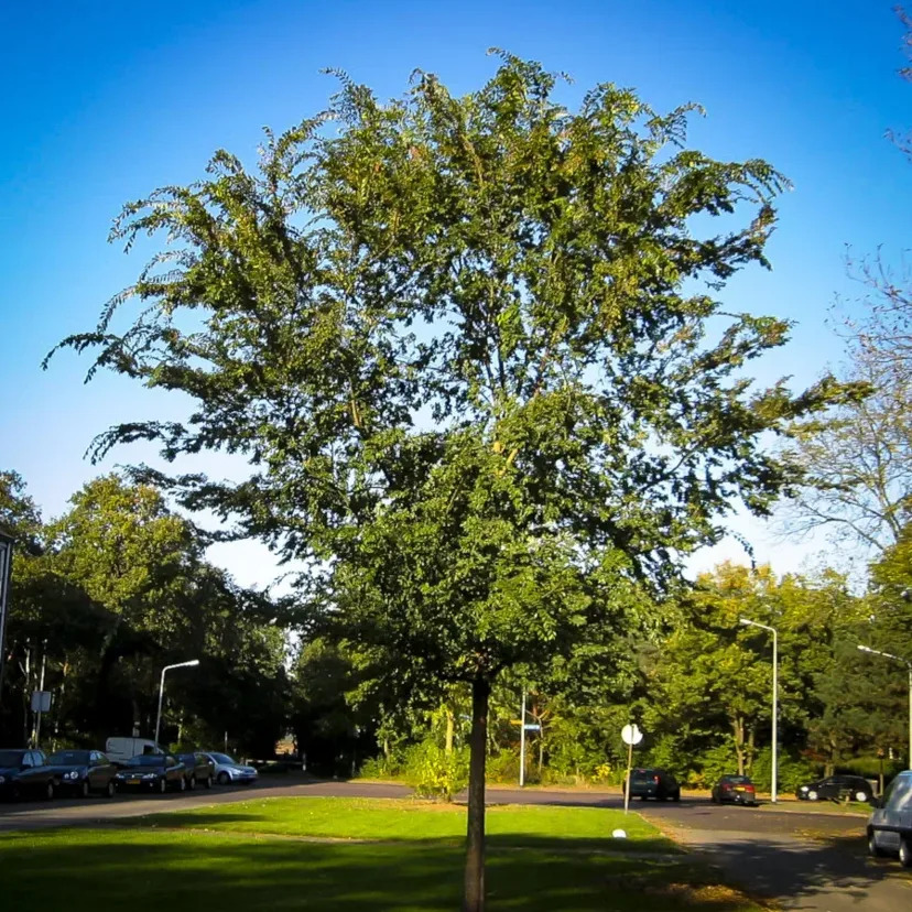 Drake Chinese Elm Trees For Sale | The Tree Center