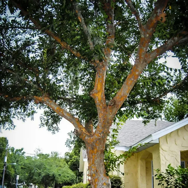Drake Chinese Elm Trees For Sale | The Tree Center