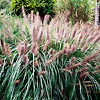 Chinese Fountain Grass For Sale Online | The Tree Center