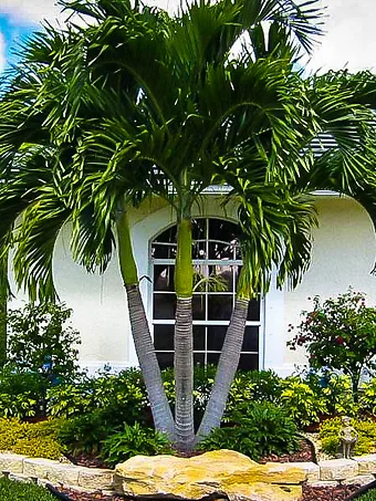 Best Trees for Florida | Planting & Care Guide for Trees in Florida