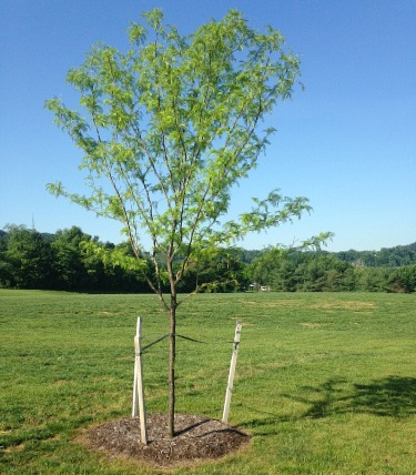How to Plant Deciduous Trees | The Tree Center™