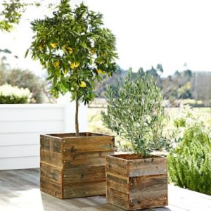 How To Plant Citrus Trees | Step-by-Step Planting & Care Guide for ...