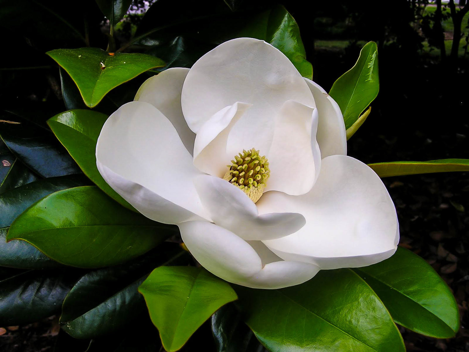 Claudia Wannamaker Southern Magnolia For Sale | The Tree Center