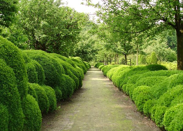 American Boxwood Guide | The Tree Center