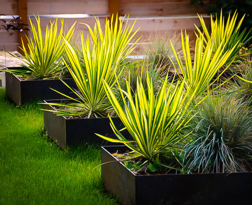 Color Guard Yucca Plants For Sale Online | The Tree Center