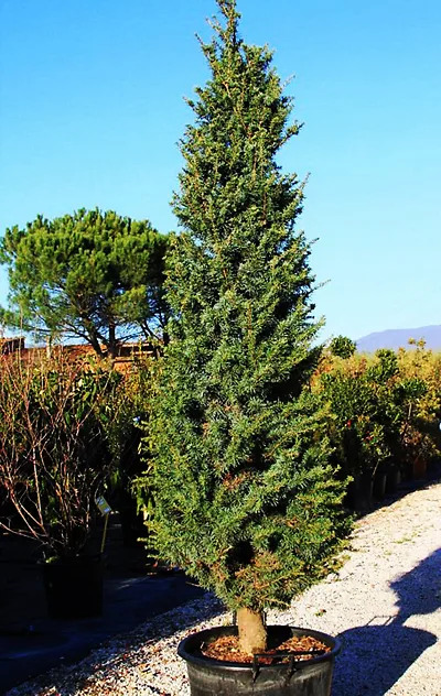 Columnar Blue Atlas Cedar For Sale Online | The Tree Center