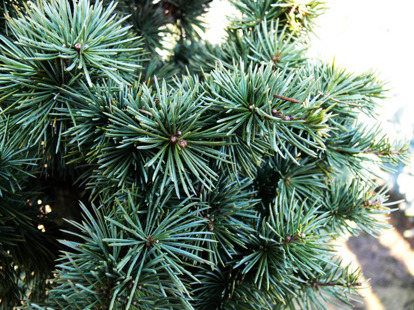 Columnar Blue Atlas Cedar For Sale Online | The Tree Center