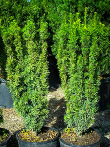 Columnar English Yew Trees For Sale | The Tree Center
