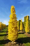 Columnar Ginkgo Trees For Sale Online | The Tree Center