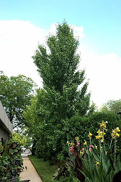 Columnar Ginkgo Trees For Sale Online | The Tree Center
