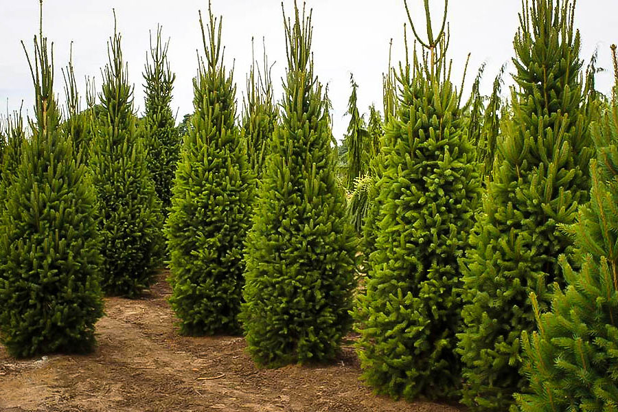 Columnar Norway Spruce Trees For Sale | The Tree Center