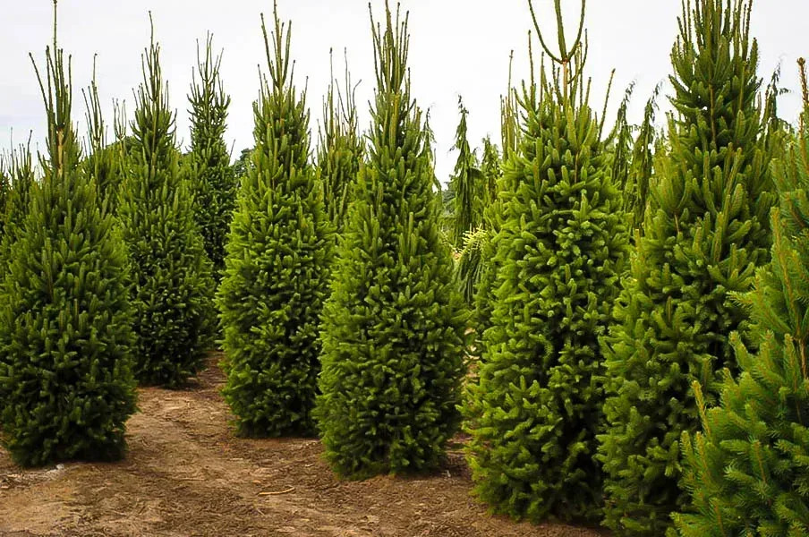 Columnar Norway Spruce Trees For Sale | The Tree Center