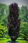 Columnar Purple Beech Trees For Sale Online | The Tree Center