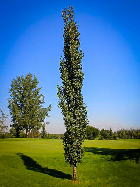 Columnar Swedish Aspen For Sale Online | The Tree Center