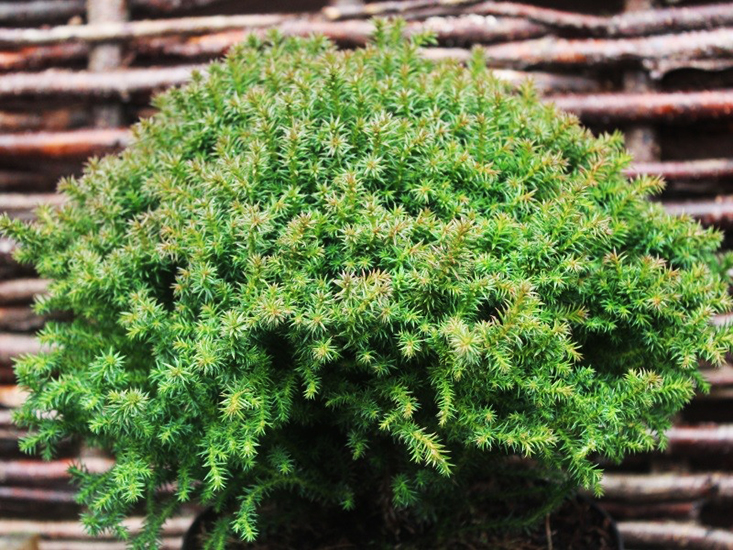Compressa Dwarf Japanese Cedar Tree For Sale Online | The Tree Center